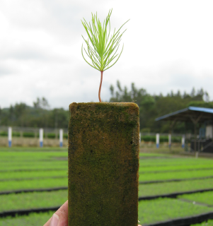 Espuma Agrícola Ultrafoam – Fenocol Agricola